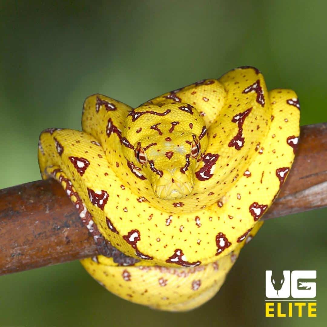 Auctions - Underground Reptiles