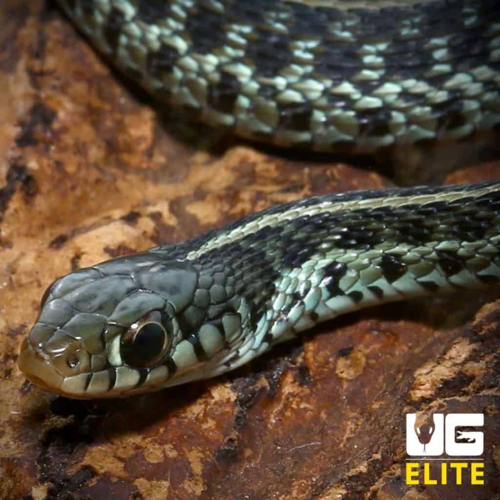 Underground Reptiles - Exotic Reptiles, Amphibians, Lizards and Mammals