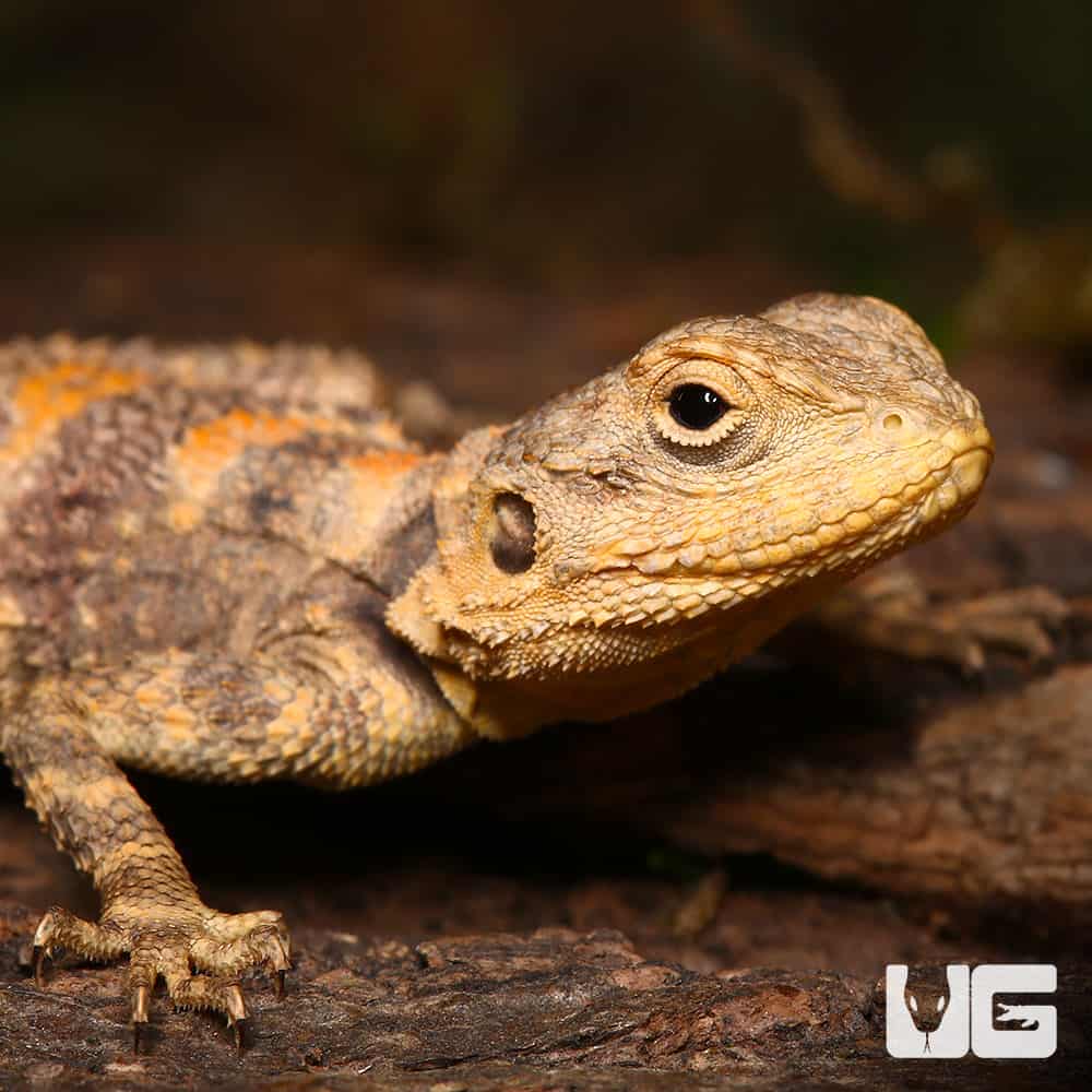 Baby Painted Agamas (Laudakia stellio brachydactyla) For Sale ...