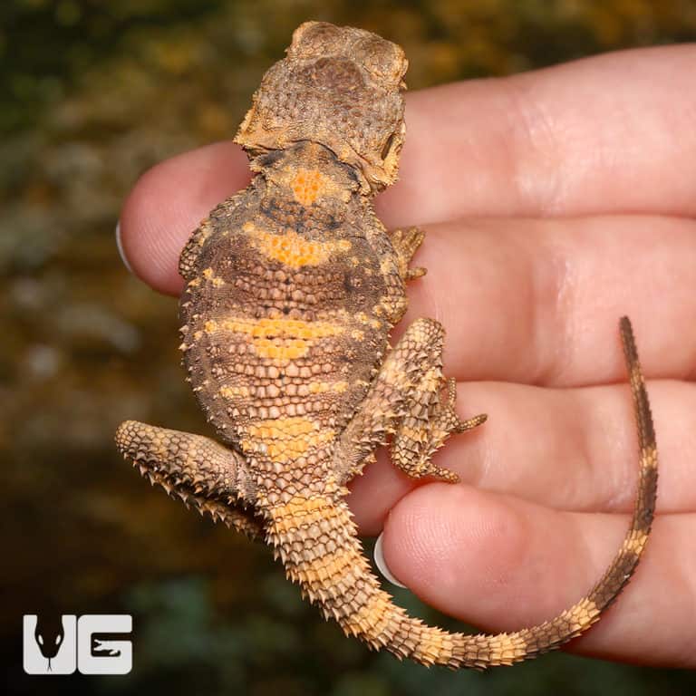Baby Painted Agamas (Laudakia stellio brachydactyla) For Sale ...