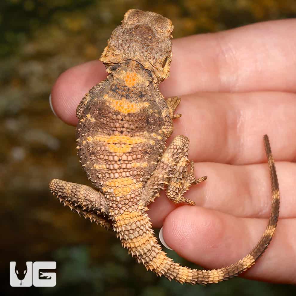 Baby Painted Agamas (Laudakia stellio brachydactyla) For Sale ...