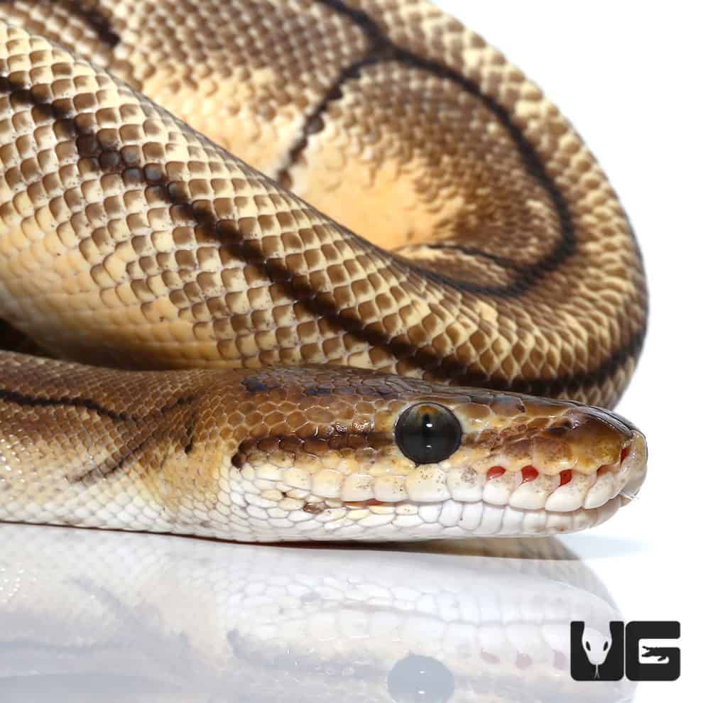 Reptiles for Sale - Snakes, Bearded Dragons, Turtles and More!