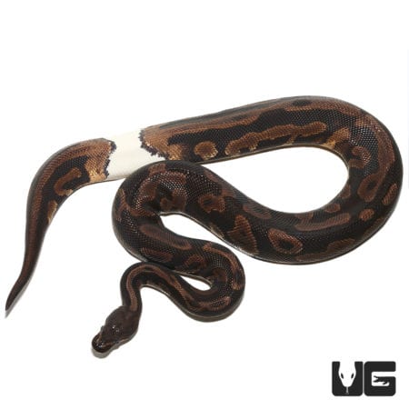 2019 Super Leopard Pied 66% Het Clown Ball Python (Python regius) For Sale - Underground Reptiles