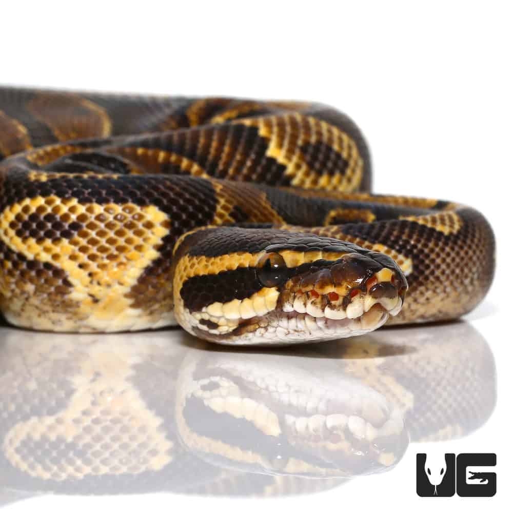 2020 Enchi Orange Dream Yellowbelly 50% Het Pied Ball Python (Python ...