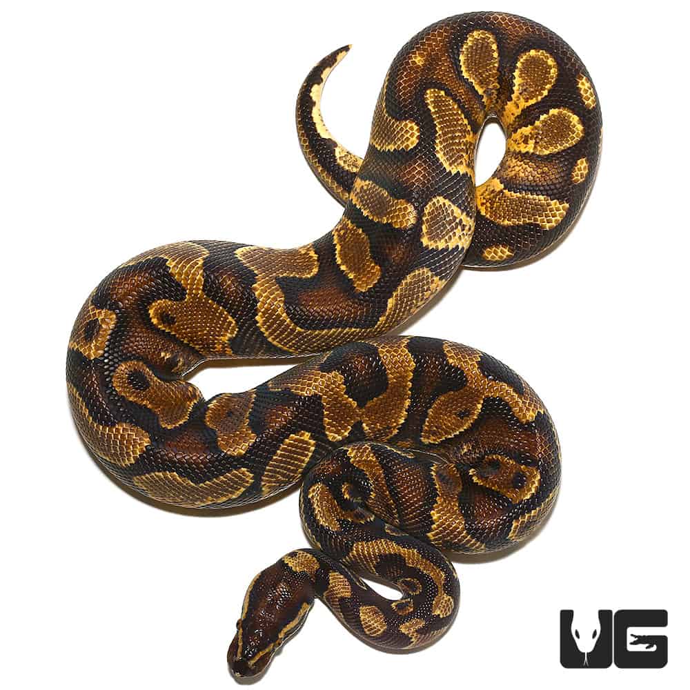 Ball Pythons For Sale - Underground Reptiles