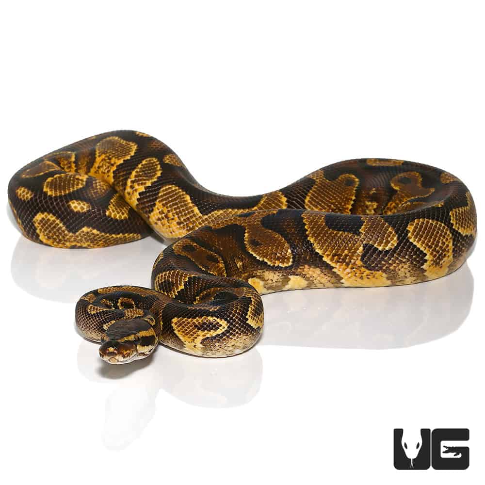 2020 Enchi Orange Dream Yellowbelly 50% Het Pied Ball Python (Python ...