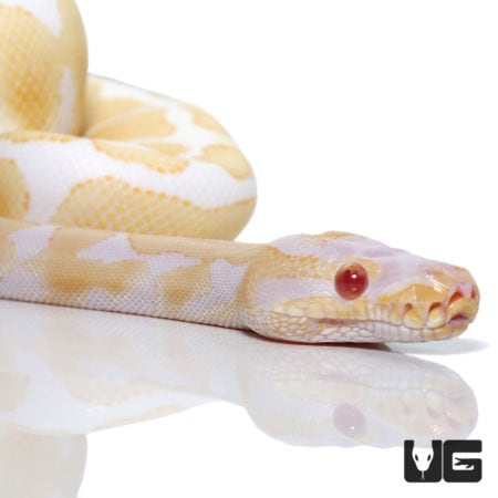 Ball Pythons For Sale - Underground Reptiles