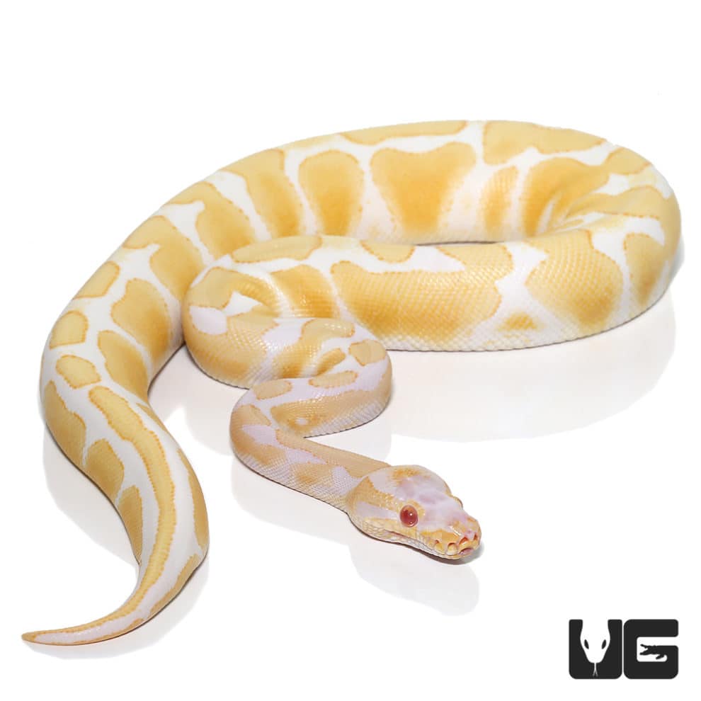 2018 Lavender Albino Spider Ball Python For Sale - Underground Reptiles