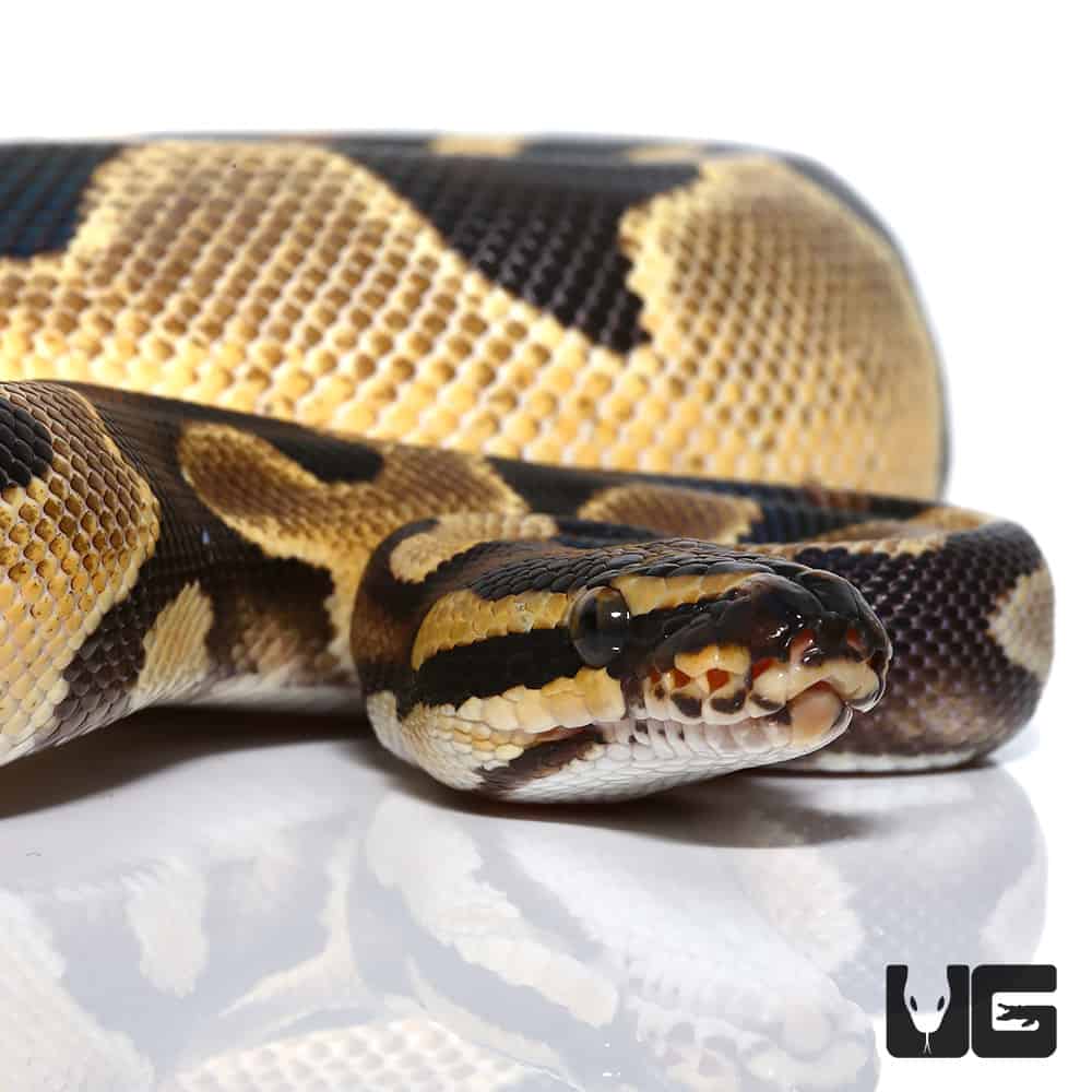 2021 High Intensity Orange Dream Yellowbelly Ball Python (Python regius ...