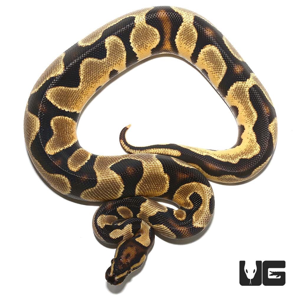 2021 High Intensity Orange Dream Yellowbelly Ball Python (Python regius ...