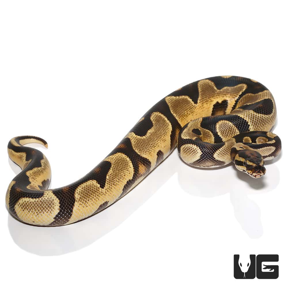 2021 High Intensity Orange Dream Yellowbelly Ball Python (Python regius ...