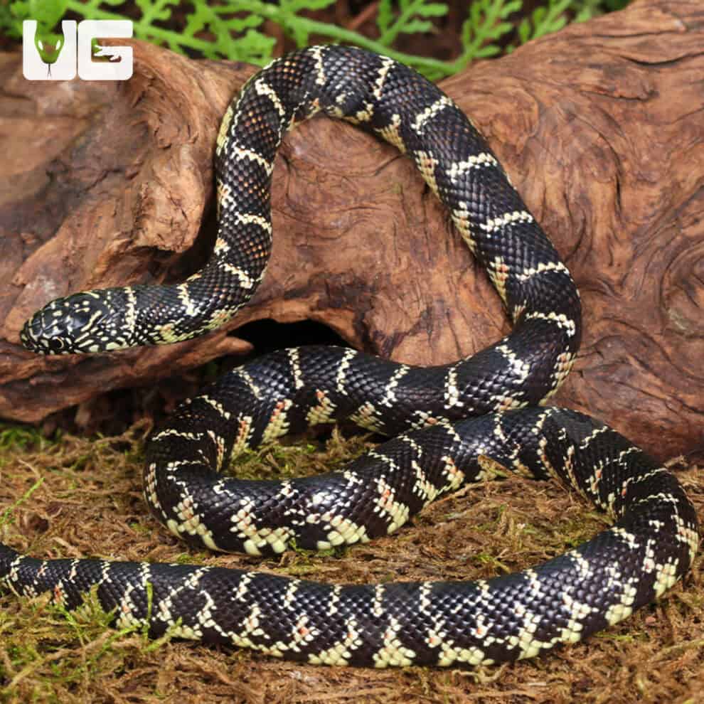 Kingsnakes For Sale - Underground Reptiles