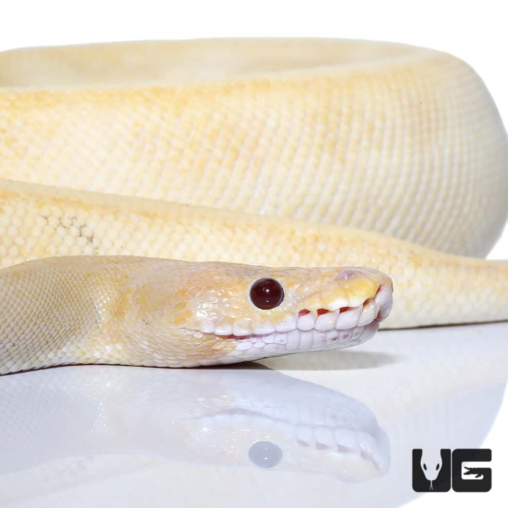 Baby Ball Pythons For Sale - Underground Reptiles