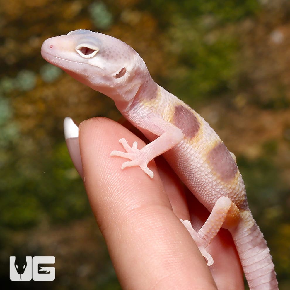 Baby Mack Snow Albino Leopard Gecko - Underground Reptiles
