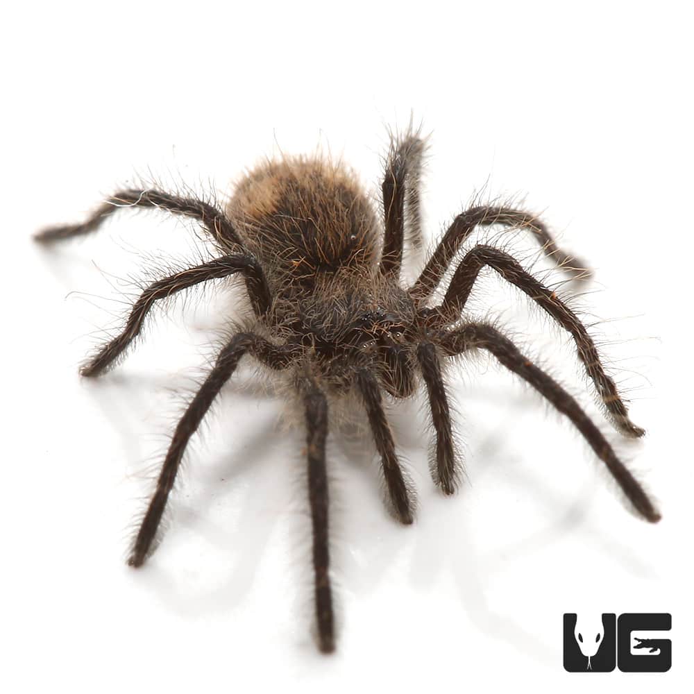 Chilean Copper Tarantula (Phrixotrichus scrofa) For sale - Underground ...