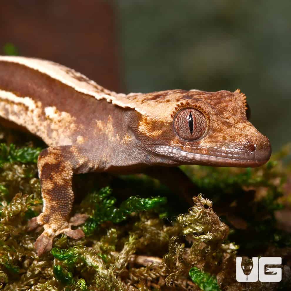 Baby Empty Back Partial Pinstripe Harlequin Crested Gecko For Sale ...