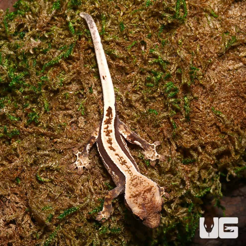 Baby Empty Back Partial Pinstripe Harlequin Crested Gecko For Sale ...
