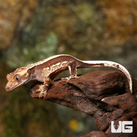 Baby Empty Back Partial Pinstripe Harlequin Crested Gecko For Sale ...