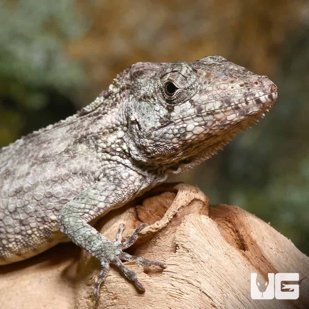 Chameleons For Sale - Underground Reptiles