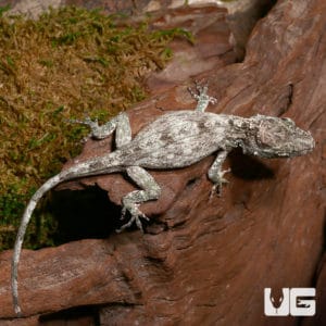 Baby Cuban False Chameleons For Sale - Underground Reptiles