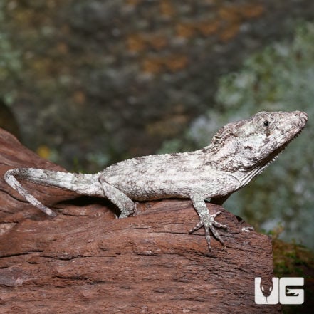 Baby Cuban False Chameleons For Sale - Underground Reptiles