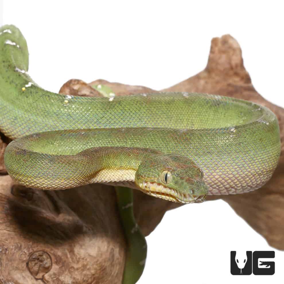 Boas For Sale - Underground Reptiles