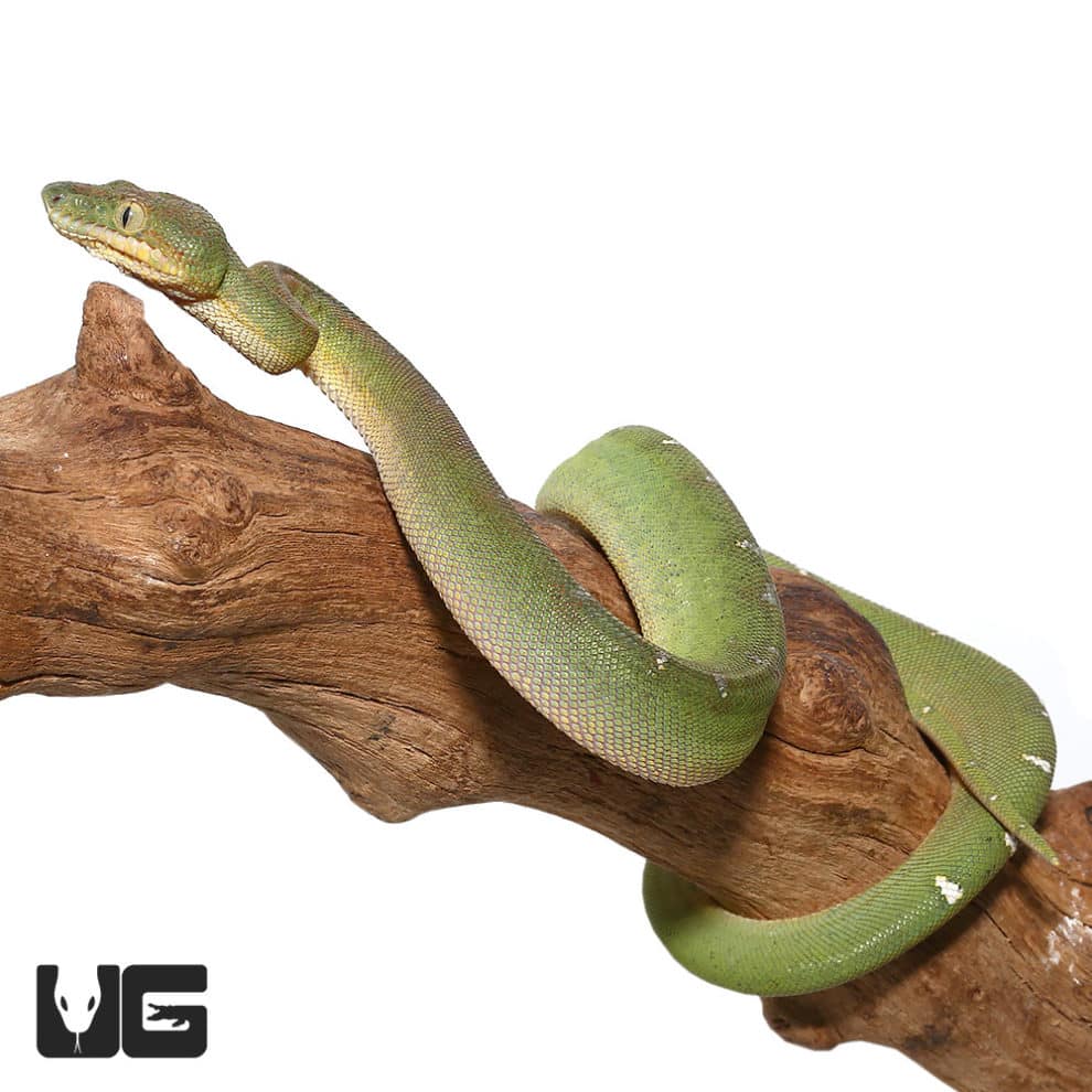 Baby Emerald Tree Boas For Sale - Underground Reptiles