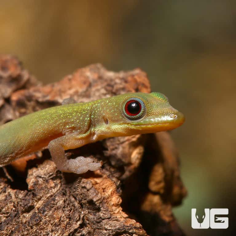 Day Geckos For Sale - Underground Reptiles