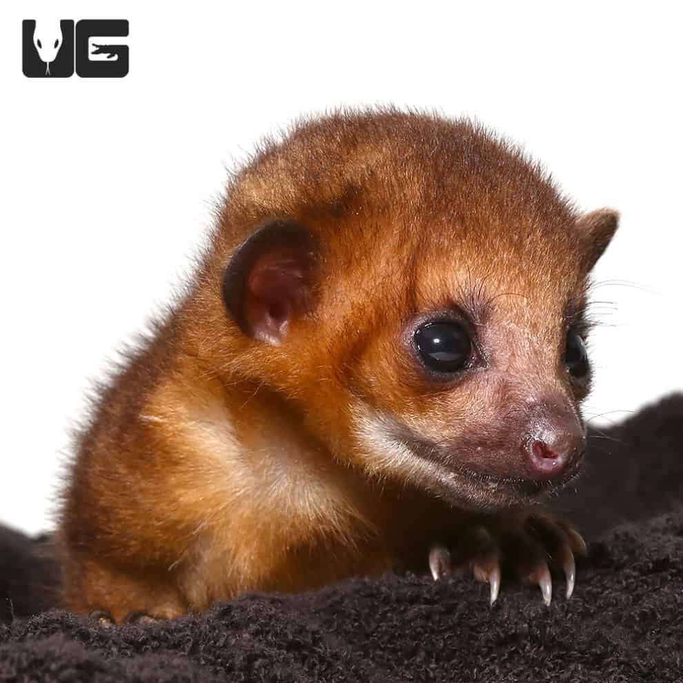 Baby Kinkajou (Honey Bear) For Sale - Underground Reptiles