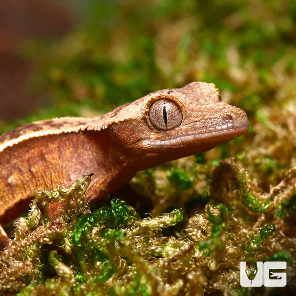 Geckos For Sale - Underground Reptiles