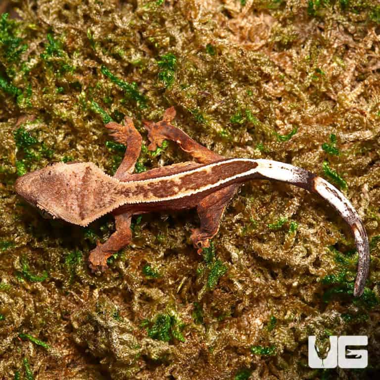 Baby Empty Back Partial Pinstripe Harlequin Crested Gecko For Sale ...