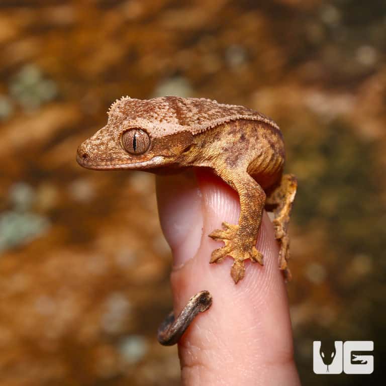 Baby C2 Brindle Partial Pinstripe Crested Geckos For Sale - Underground ...