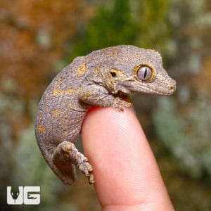 Geckos For Sale - Underground Reptiles