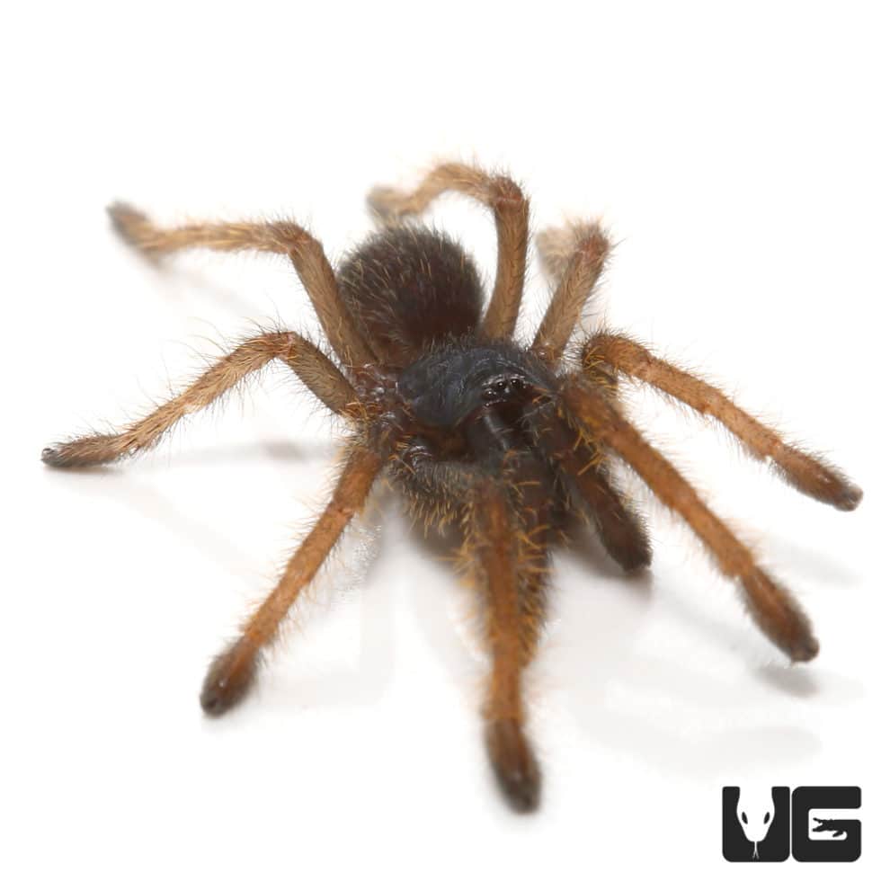 Inverts For Sale - Spiders, Scorpions & More - Underground Reptiles