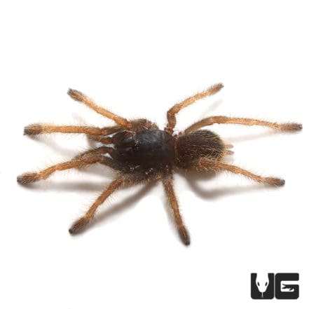 Vietnam "Silver" Tarantula for sale - Underground Reptiles
