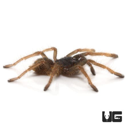 Vietnam "Silver" Tarantula for sale - Underground Reptiles