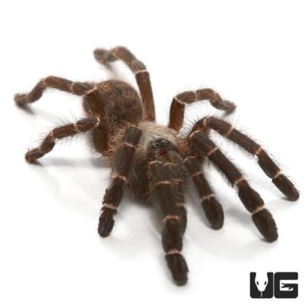 Bamboo Earth Tiger Tarantula (Taksinus bambus) For sale - Underground ...