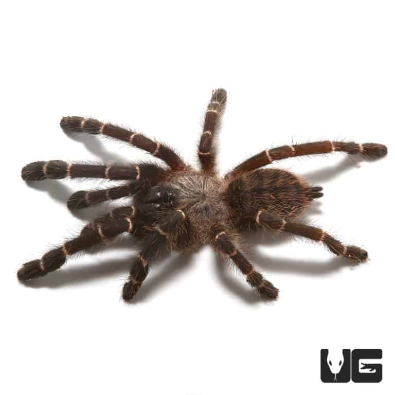 Bamboo Earth Tiger Tarantula (Taksinus bambus) For sale - Underground ...