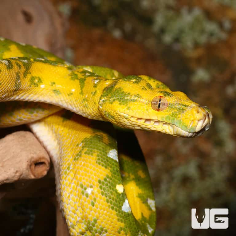 Green Tree Pythons For Sale - Underground Reptiles