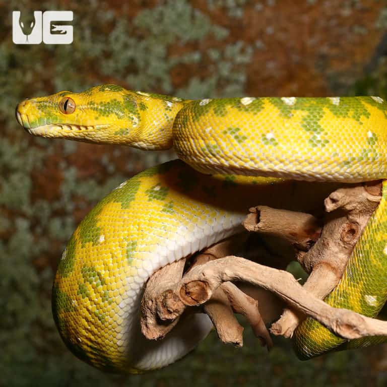 Adult Biak Green Tree Pythons (Morelia viridis) For Sale - Underground ...