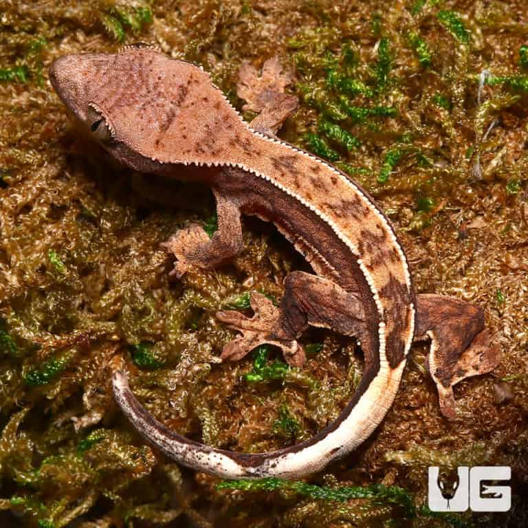 Baby C2 Brindle Partial Pinstripe Crested Geckos For Sale - Underground ...