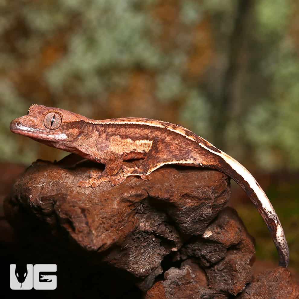 Baby C2 Brindle Partial Pinstripe Crested Geckos For Sale - Underground ...