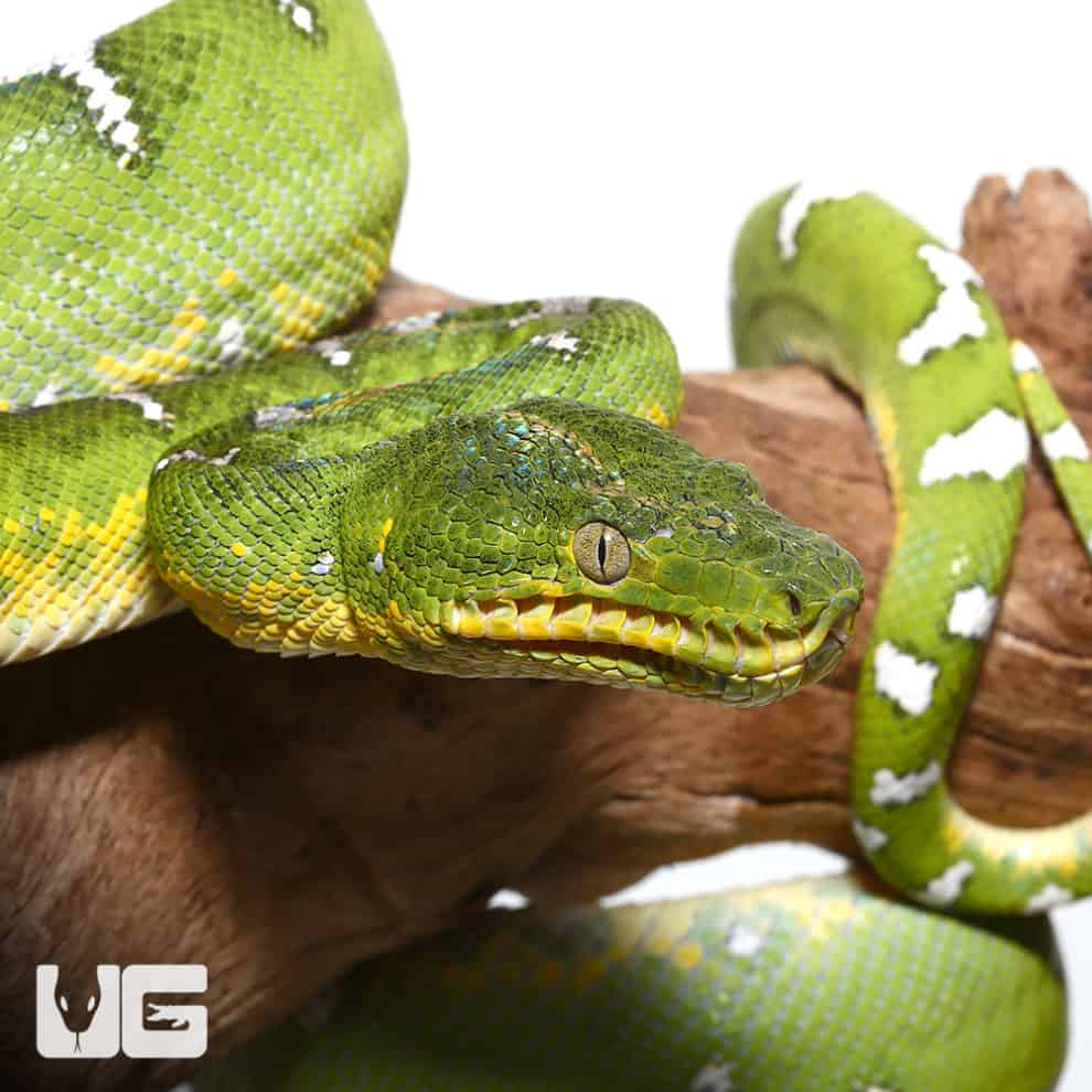 Emerald Tree Boas (Corallus caninus) For Sale - Underground Reptiles