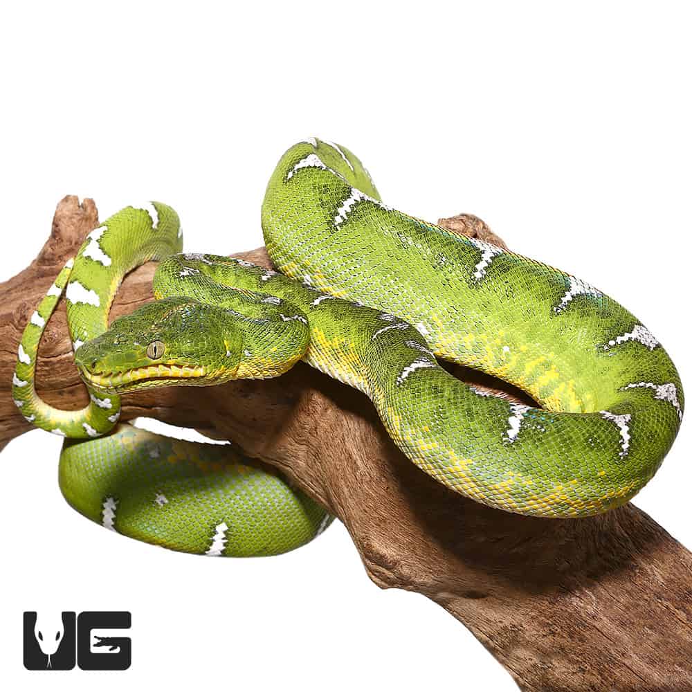Emerald Tree Boas (Corallus caninus) For Sale - Underground Reptiles