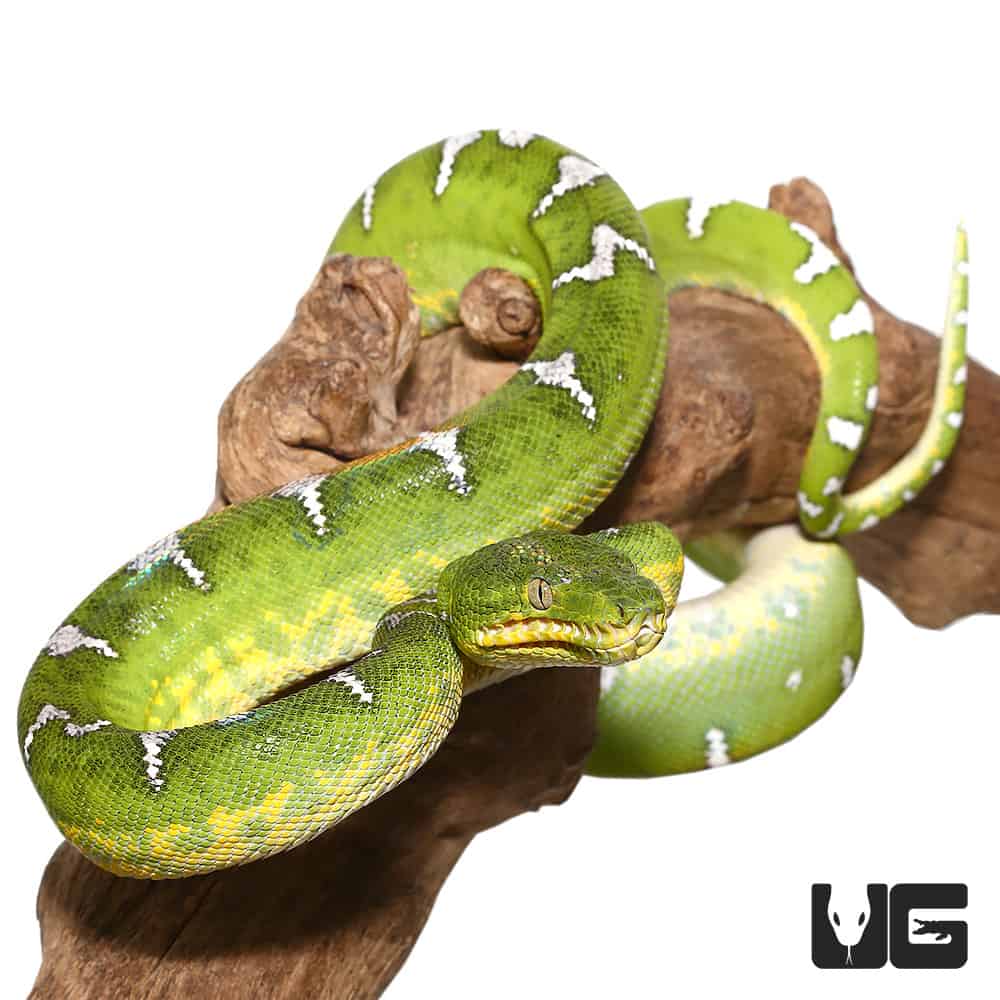 Emerald Tree Boas (Corallus caninus) For Sale - Underground Reptiles