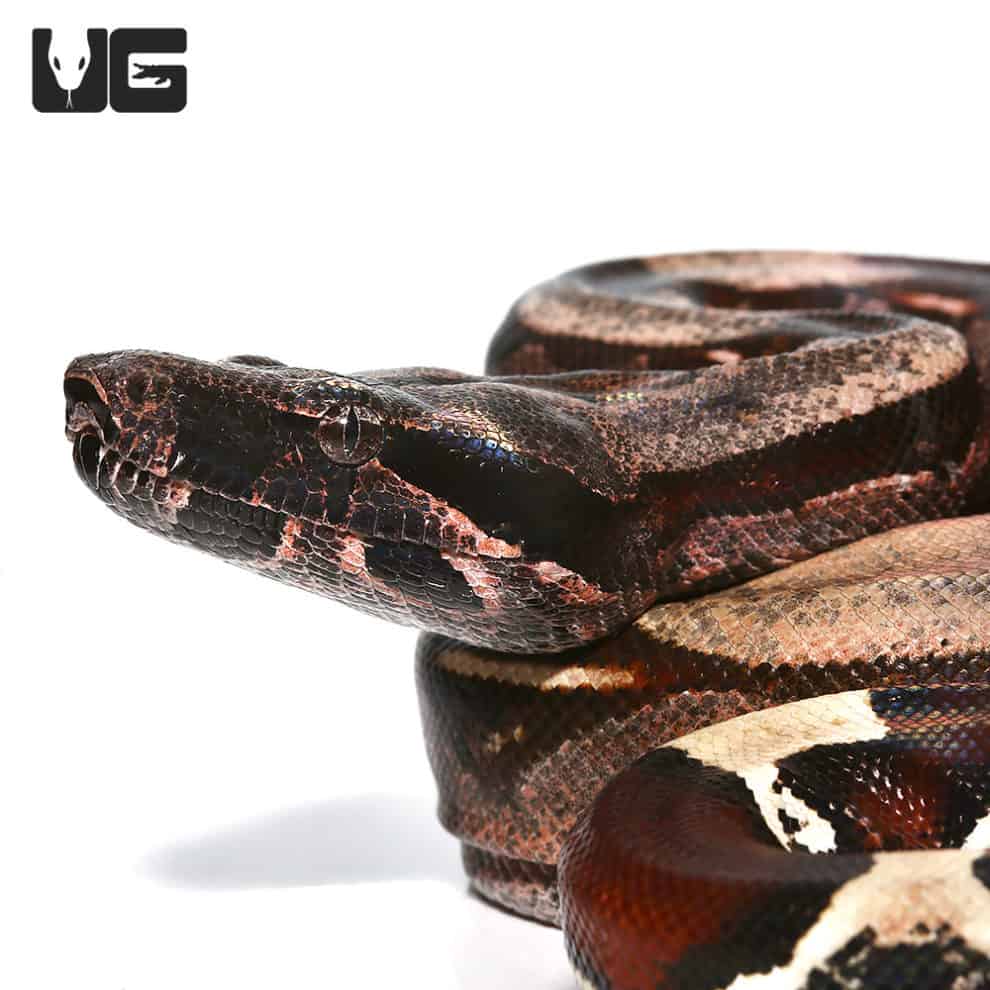 Boas For Sale - Underground Reptiles