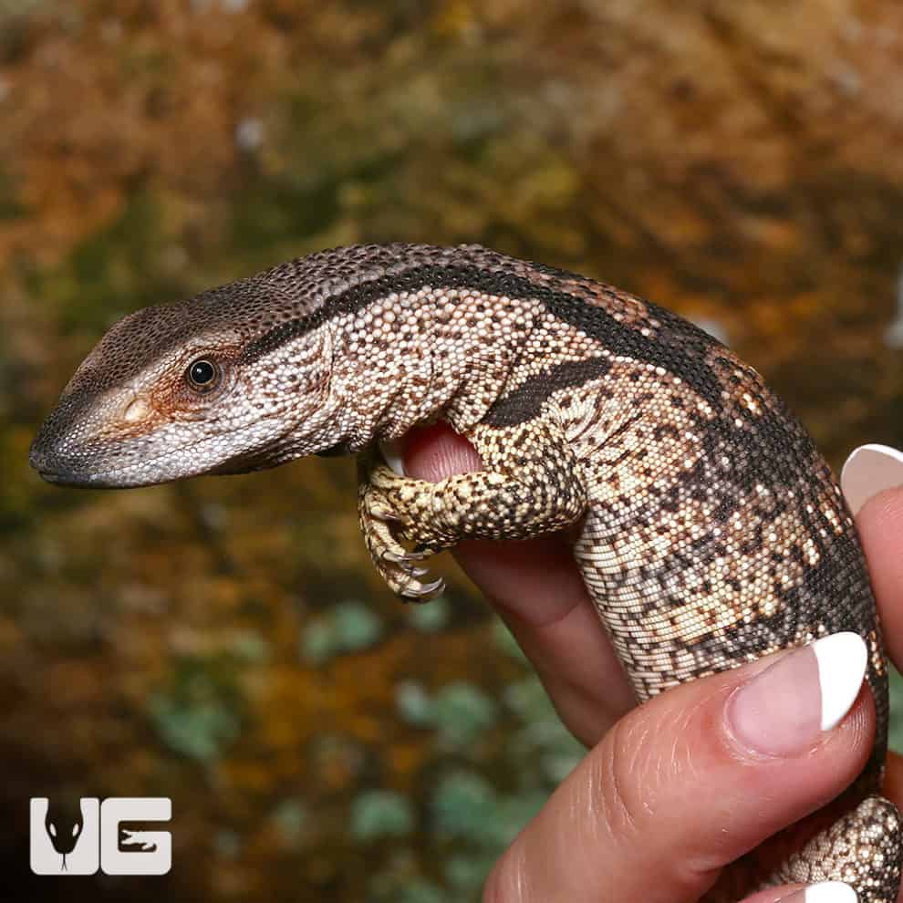 Hatchling White Throat Monitors (Varanus albigularis) For Sale ...
