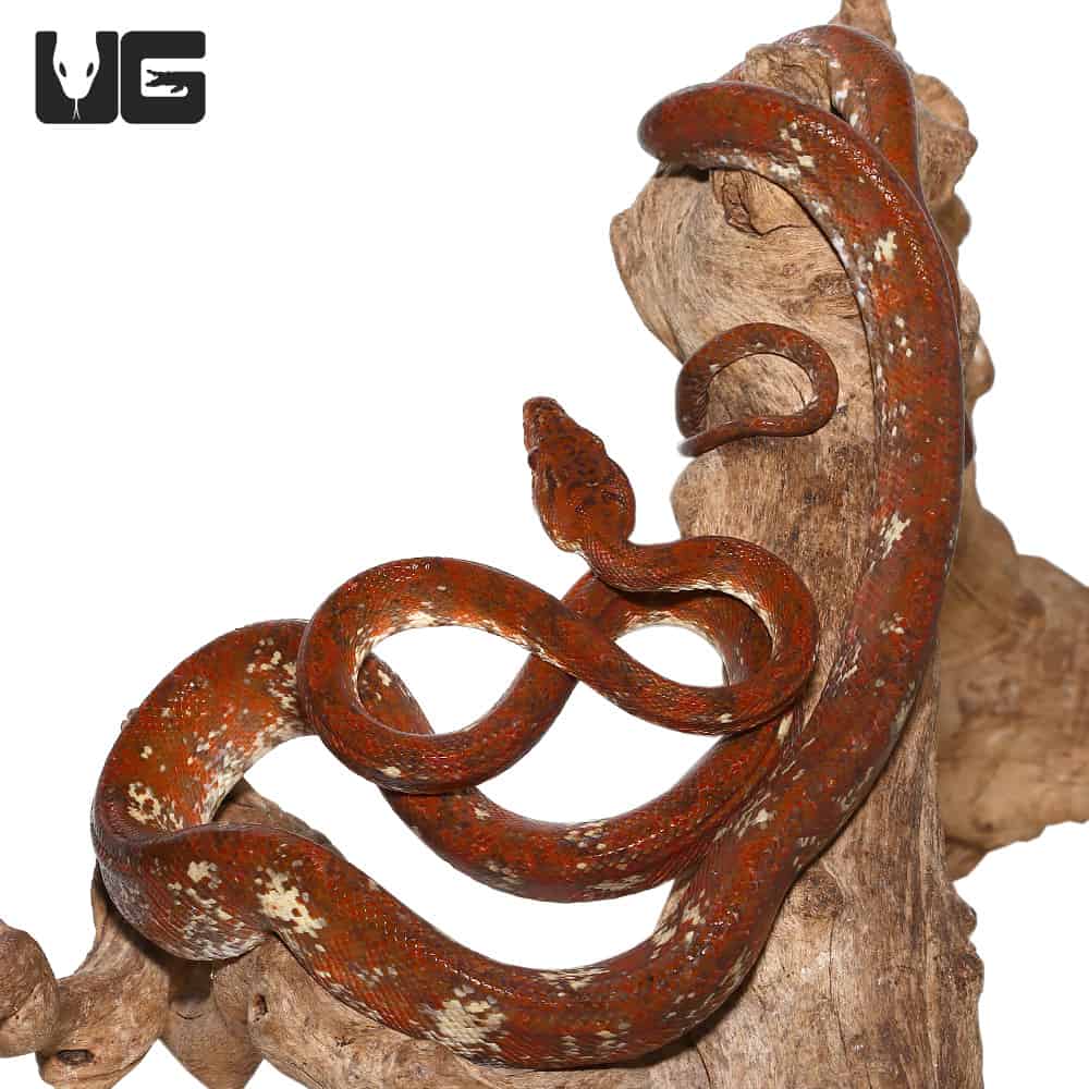 Boas For Sale - Underground Reptiles