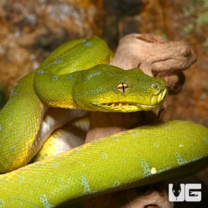 Baby Jayapura Green Tree Python For Sale - Underground Reptiles