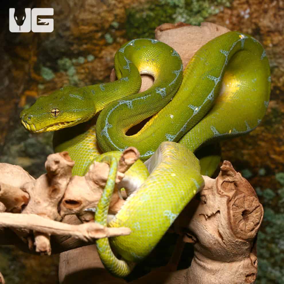 Baby Jayapura Green Tree Python For Sale - Underground Reptiles